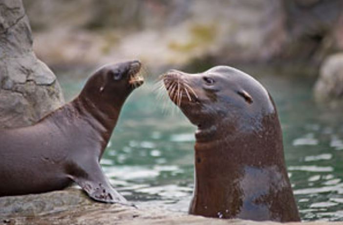 15 de marzo: Día Mundial contra a Matanza de Focas - BadalNovas